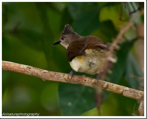 Naturalist Photography: Bulbul of Malaysia Part 3